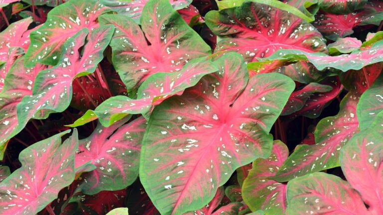 Top 30 Flowers For Raised Beds That Stay In Bloom All Season