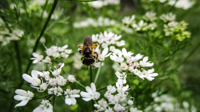 Why Letting Cilantro Bolt Is A Smart Move, According To Our Master Gardener