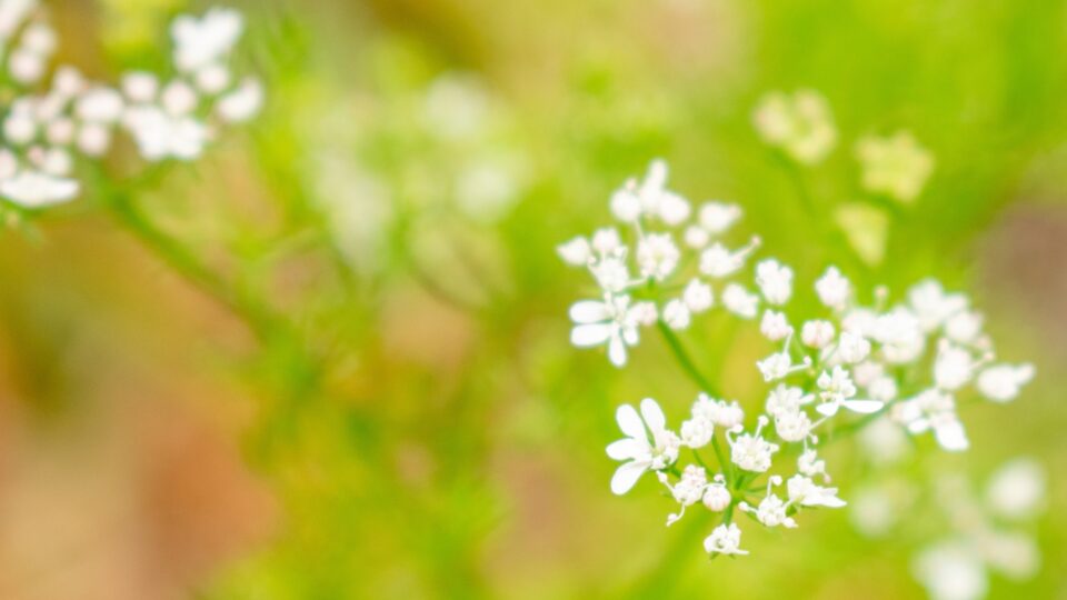 Why Letting Cilantro Bolt Is A Smart Move, According To Our Master Gardener