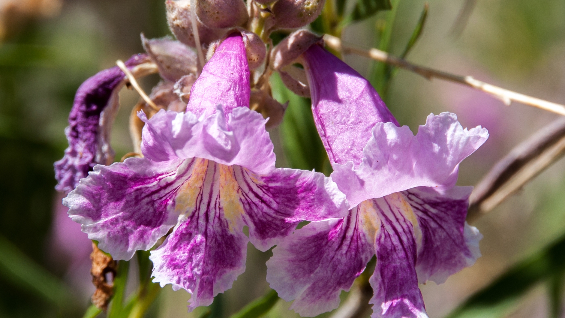 34 Stunning Shrubs That Provide Nectar For Hummingbirds