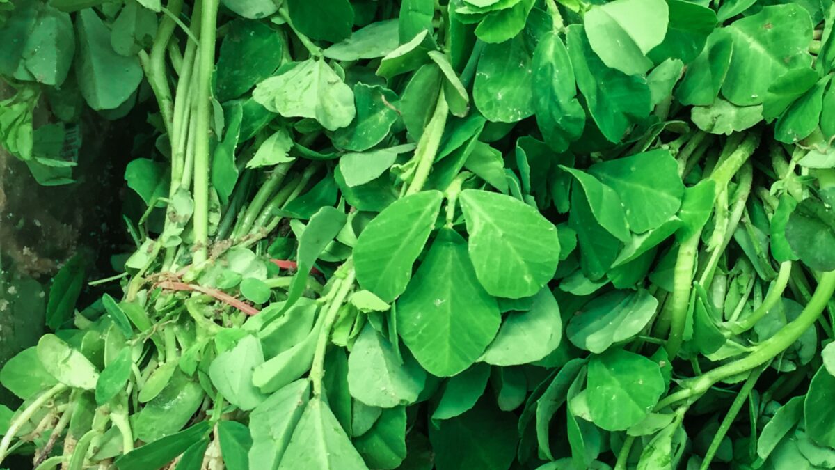 32 Amazing Plants You Should Plant In Your Garden To Naturally Enrich ...