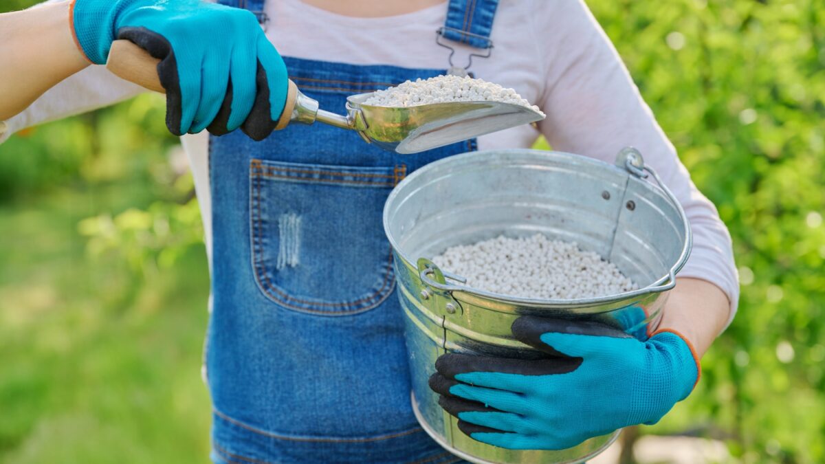 How And When To Fertilize Clematis For The Biggest And Most Colorful ...