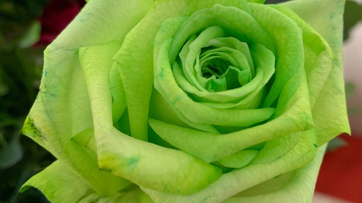 35 Unusual Flowers You’ve Probably Never Heard Of