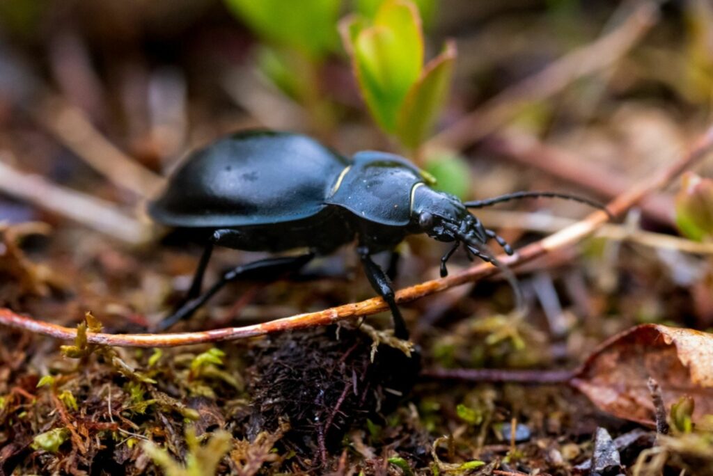 27 Beneficial Insects You Actually Want To See In Your Yard