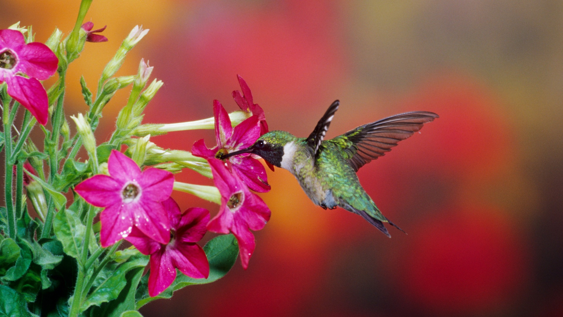 Hummingbirds Can’t Resist This Fragrant Night-Blooming Plant