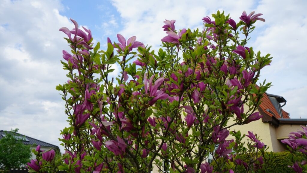 Why A Jane Magnolia Tree Might Be Exactly What Your Yard Needs