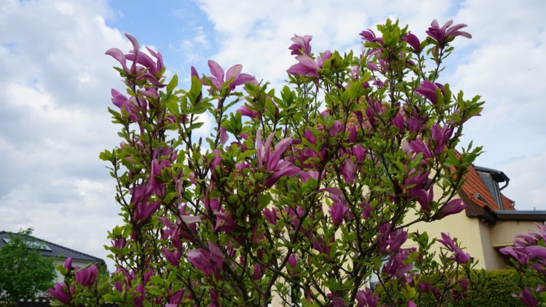 Why A Jane Magnolia Tree Might Be Exactly What Your Yard Needs