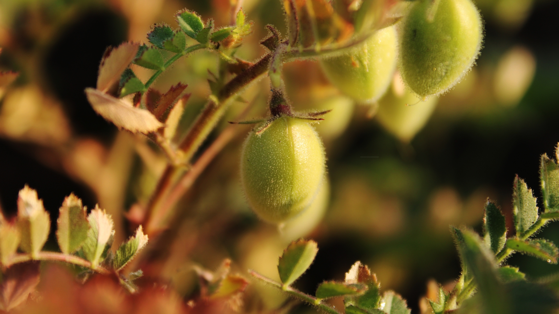 27 Rare Vegetables You’ve Probably Never Heard Of