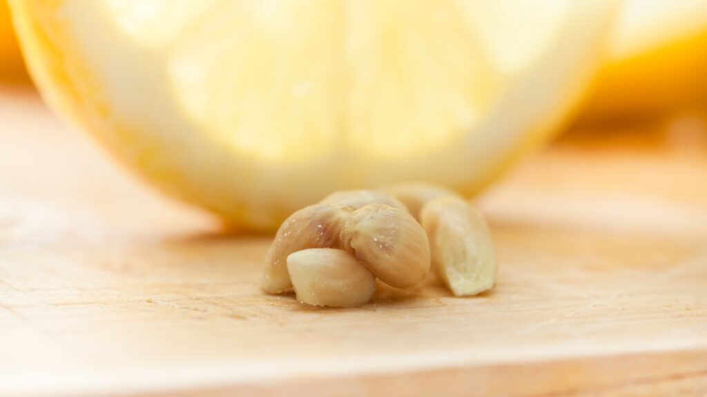 You Can Grow Lemons From Seeds And Here’s How To Do It