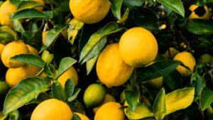 You Can Grow Lemons From Seeds And Here’s How To Do It
