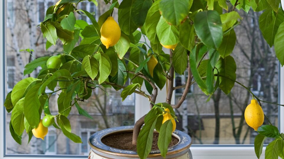 You Can Grow Lemons From Seeds And Here’s How To Do It