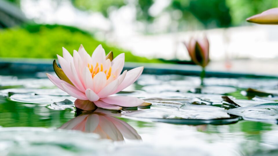 Here’s The Real Meaning And Symbolism Behind The Lotus Flower