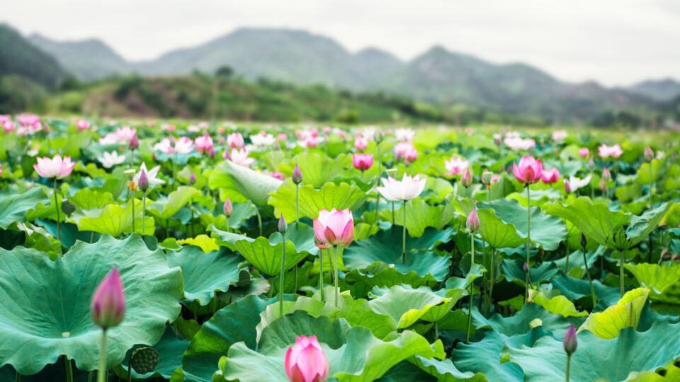 Here’s The Real Meaning And Symbolism Behind The Lotus Flower