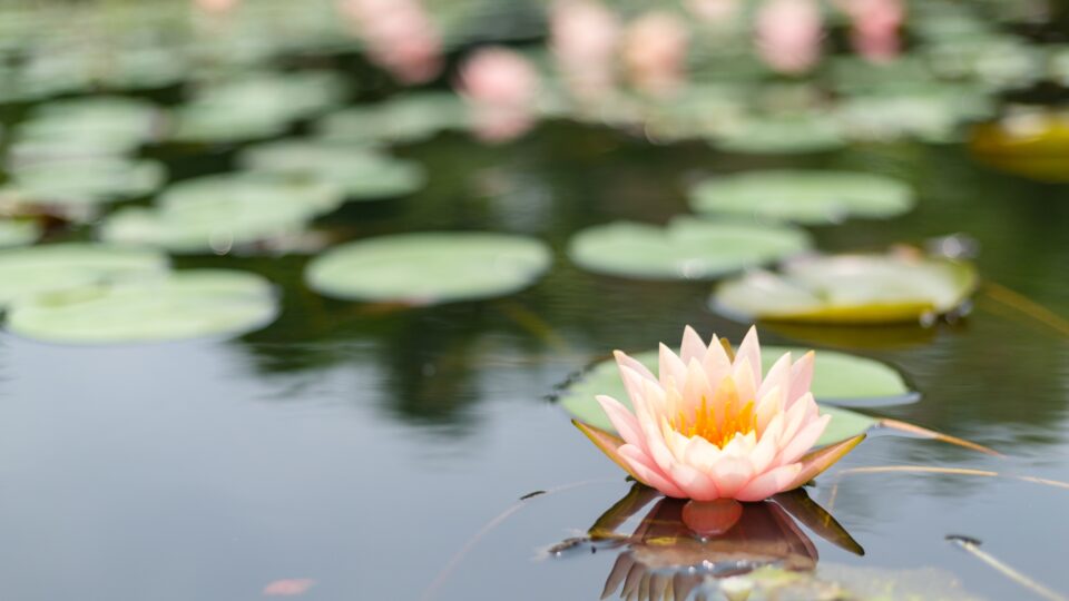 Here’s The Real Meaning And Symbolism Behind The Lotus Flower