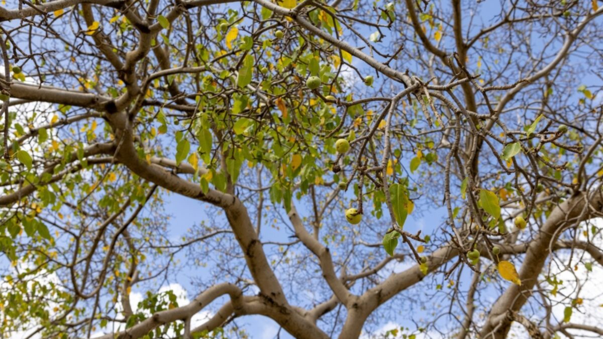 You Won’t Believe This Tree Exists – It’s 12,000x More Toxic Than A ...