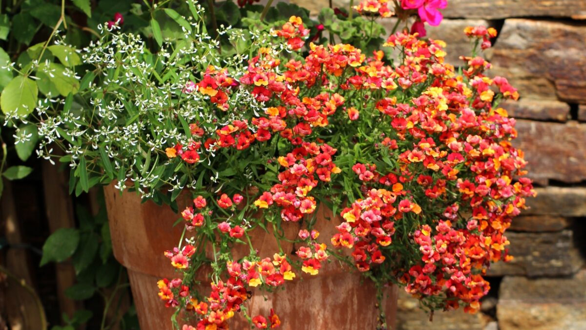 Can’t Go Wrong With This Simple Trick For Filling Up Large Planters