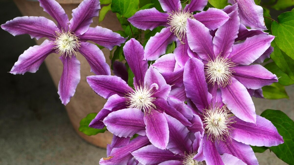 How And When To Fertilize Clematis For The Biggest And Most Colorful Flowers