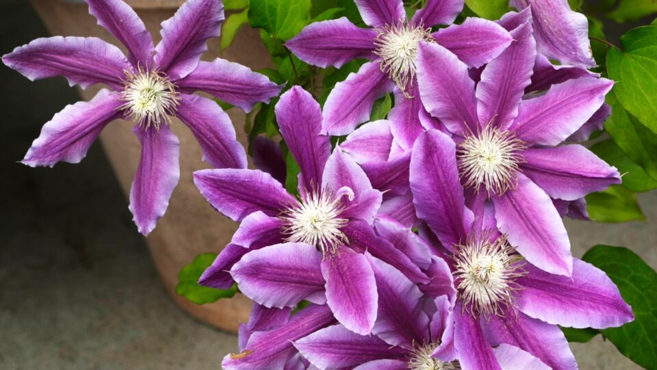 How And When To Fertilize Clematis For The Biggest And Most Colorful Flowers