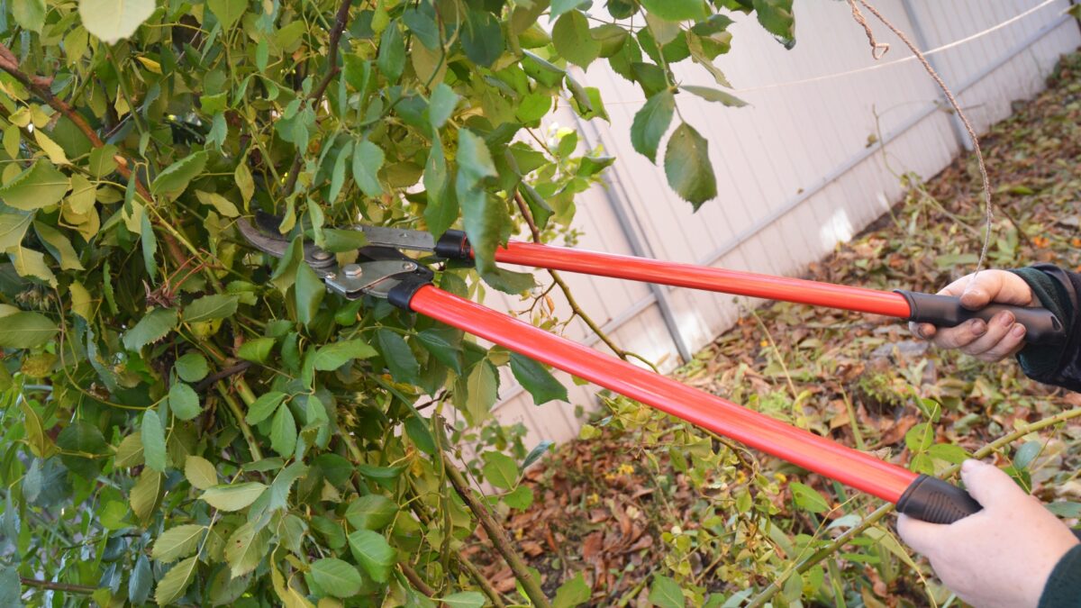 When Is The Perfect Time To Prune Bushes And Shrubs (And How To Do It ...