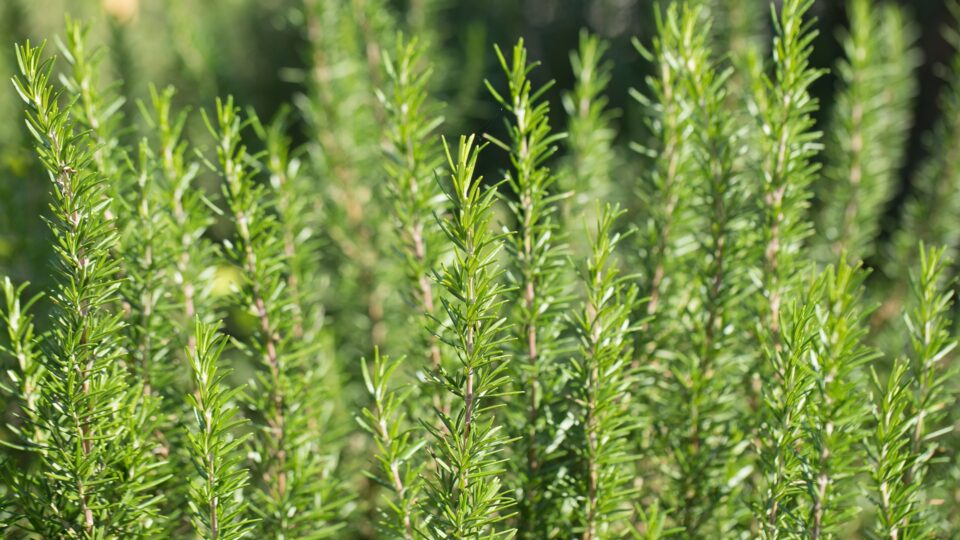 Plant Rosemary Near Your Garden Gate For A Natural Garden Boost