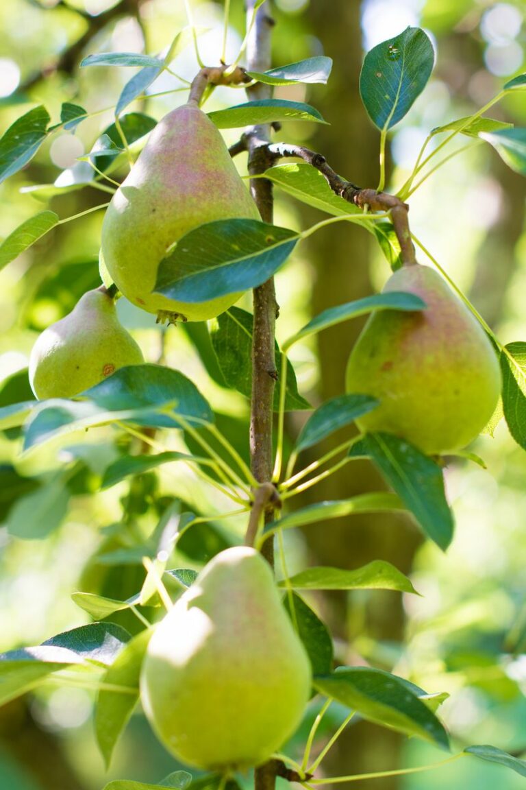 Spruce Up Your Garden With These 25 Dwarf Trees