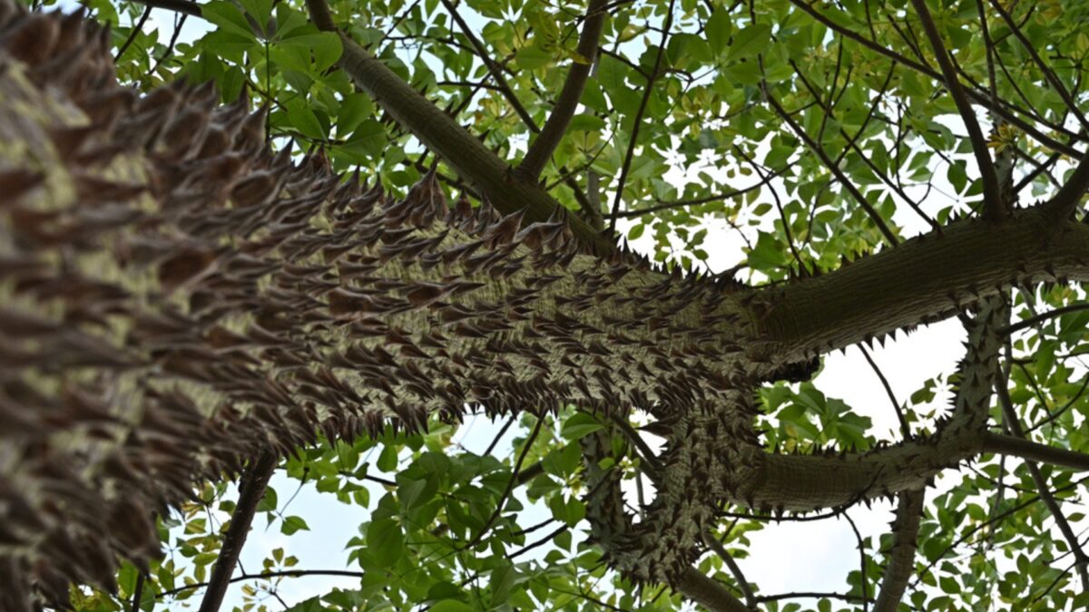 You Won’t Believe This Tree Exists – It’s 12,000x More Toxic Than A ...
