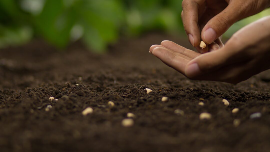 You Can Grow Lemons From Seeds And Here’s How To Do It