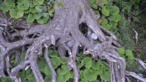 28 Amazing Landscaping Ideas Around Exposed Tree Roots