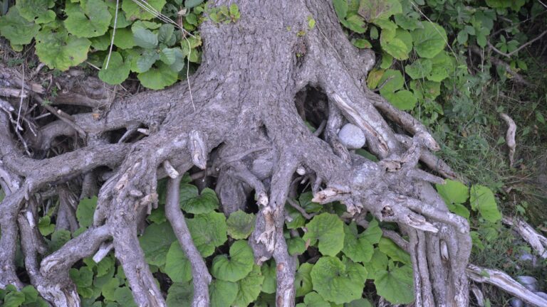 28 Amazing Landscaping Ideas Around Exposed Tree Roots