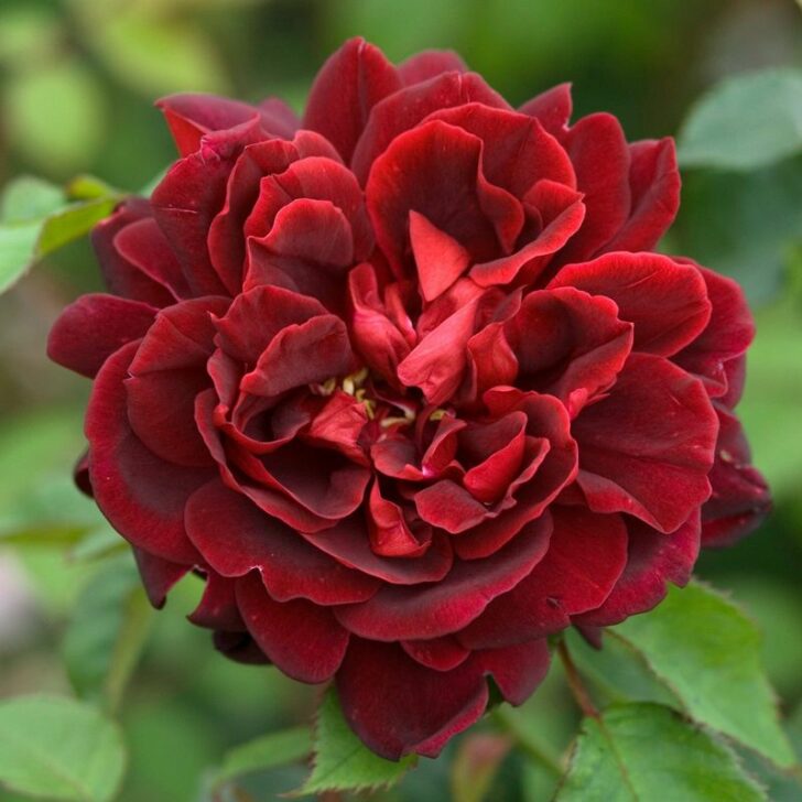 24 Rare Types of Roses You Won’t Find at Your Local Nursery