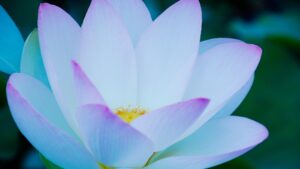 Here’s The Real Meaning And Symbolism Behind The Lotus Flower