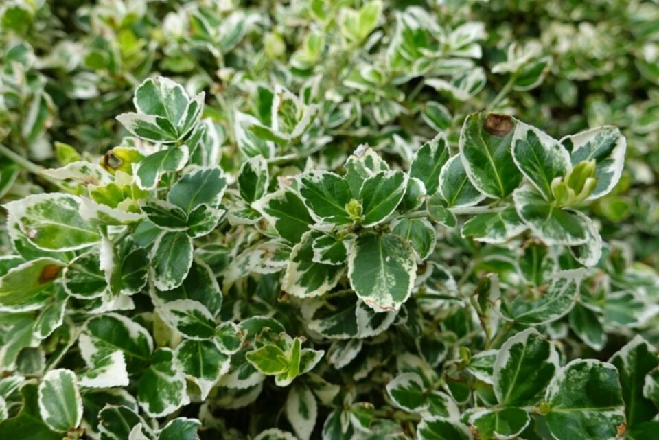 22 Low-Growing Shrubs For Borders That Will Instantly Transform Your Garden