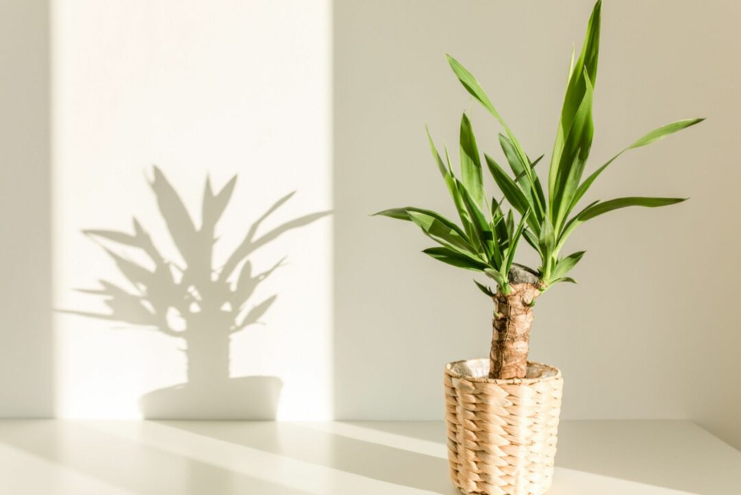 25 House Plants That Look Like Palm Trees