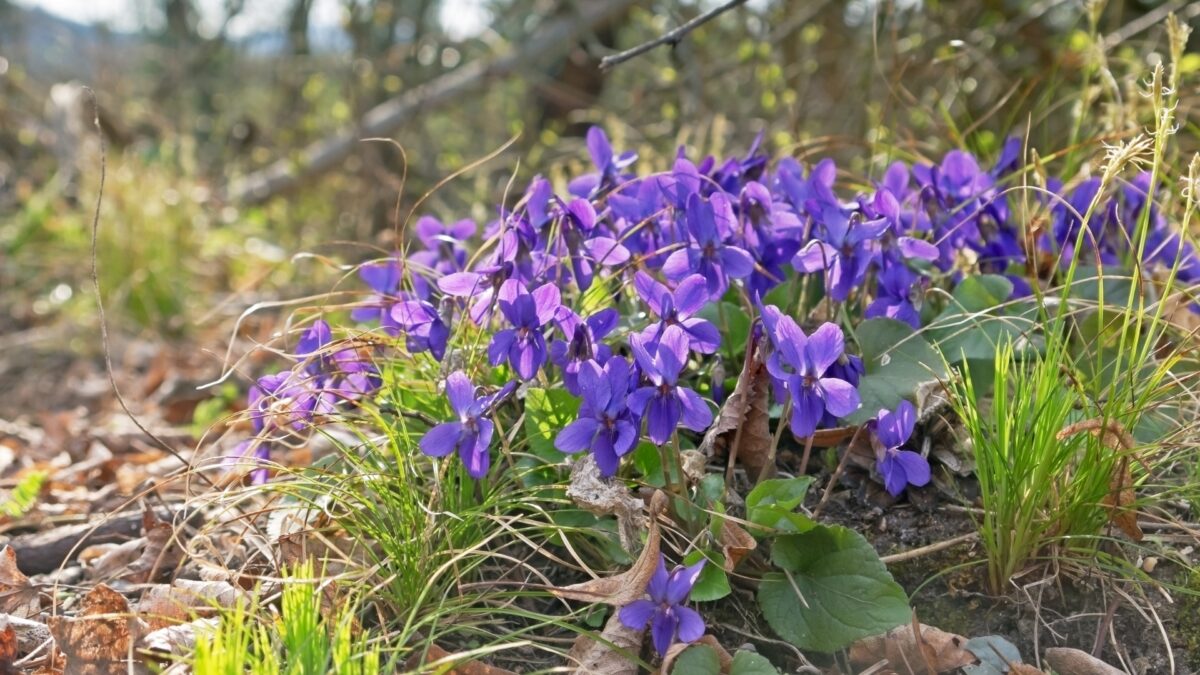 10 Common Plants That Aren't Weeds You Can Plant Without Any Guilt ...