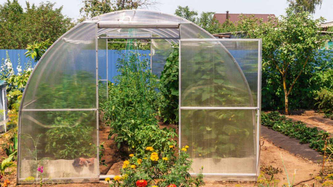 10 Things I Really Wish I Knew Before I Got A Greenhouse