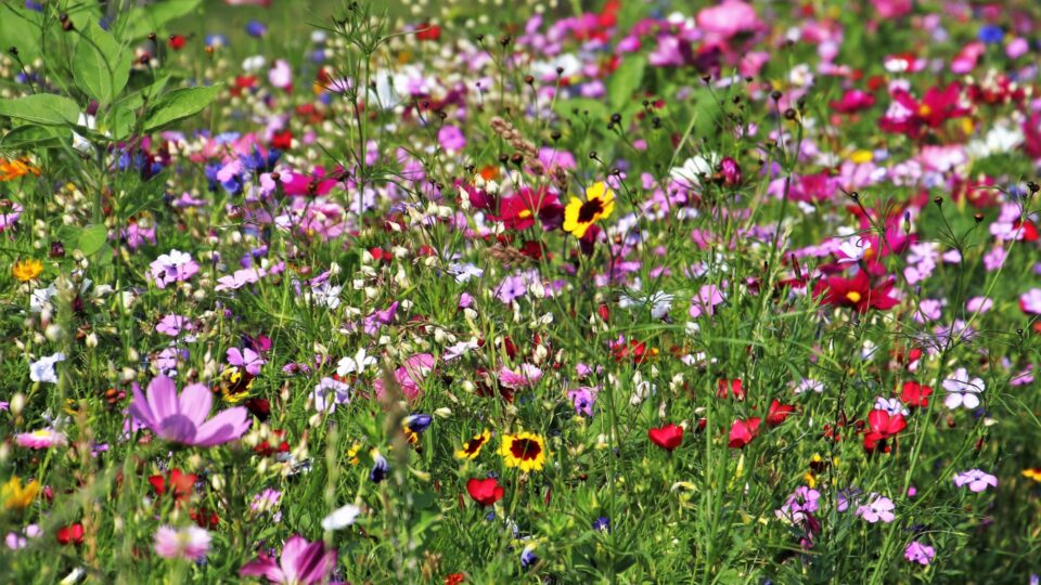 10 Tips To Start A Self-Seeding Native Wildflower Meadow In Your Yard