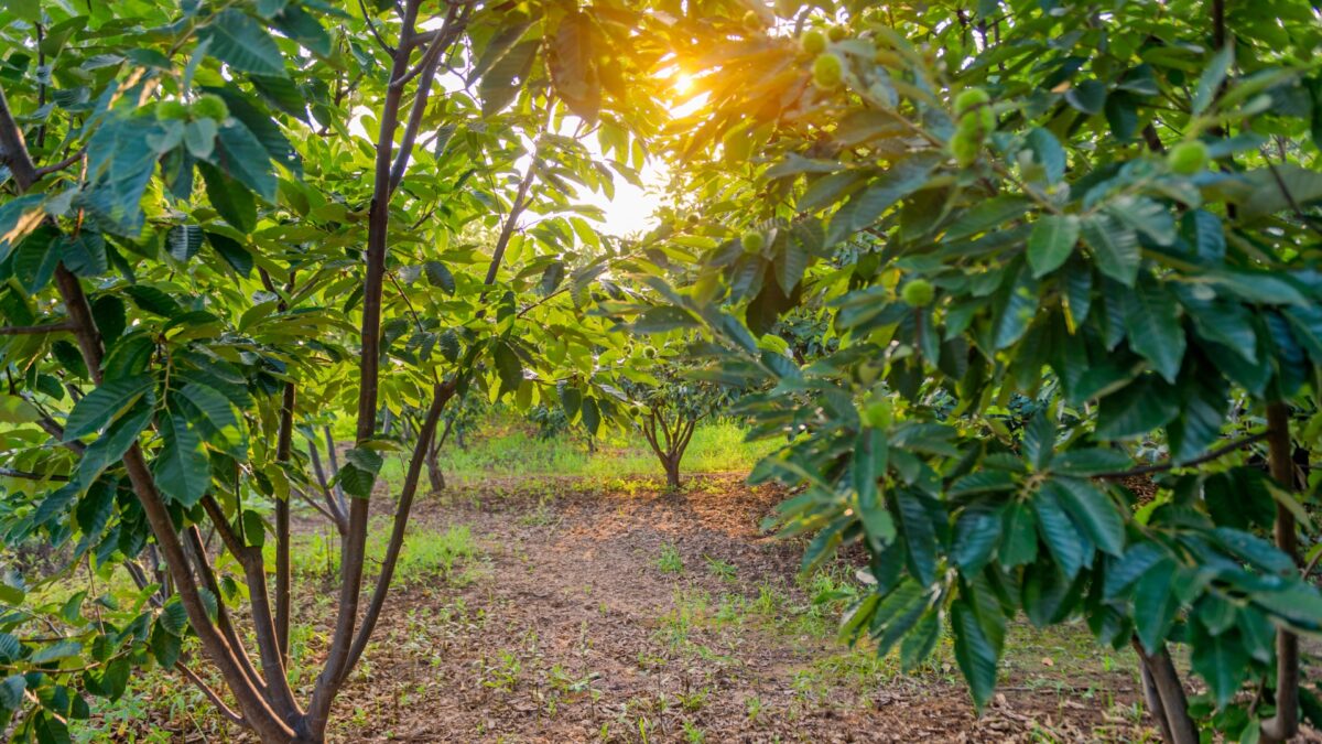 14 Best Nut Trees To Grow In Your Yard - And 14 Ones To Avoid