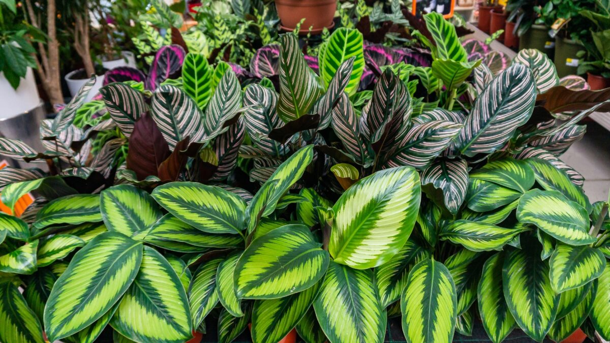 14 Colorful Plants You Can Grow In Your Garden That Aren’t Flowers