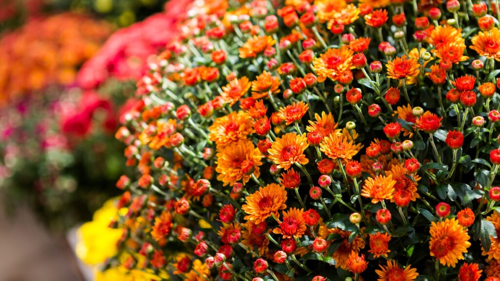 15 Beautiful Mums To Plant This Spring (And Why Our Gardener Swears By ...