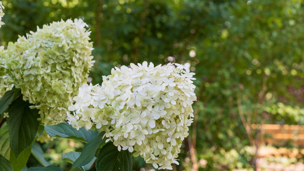 15 Benefits Of Planting Limelight Hydrangeas Near Alliums In The Garden ...