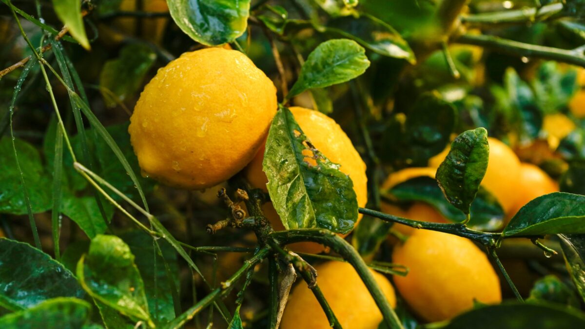 15 Dwarf Fruit Trees That Thrive In Small Spaces (And More Tips For A ...