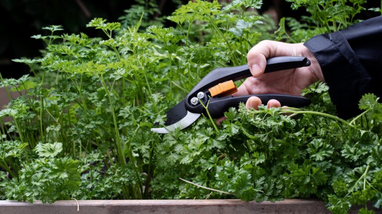 15 Easy Tips & Tricks To Prune Parsley For Bigger Harvests (And The ...