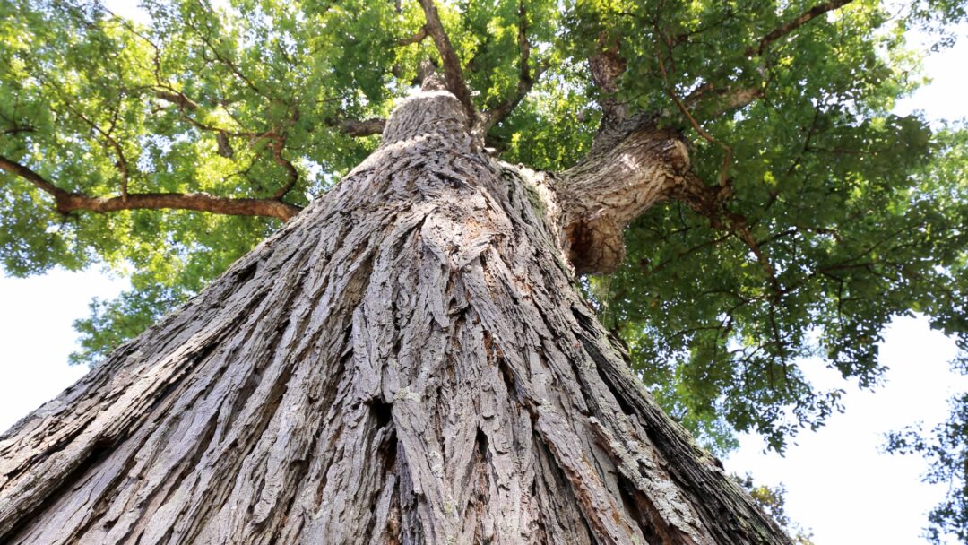 15 Giant Trees Pushing Nature’s Boundaries (Plus More Towering Titans ...