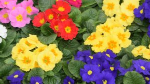 15 Gorgeous Primrose Varieties To Grow For A Colorful Season (Plus The ...