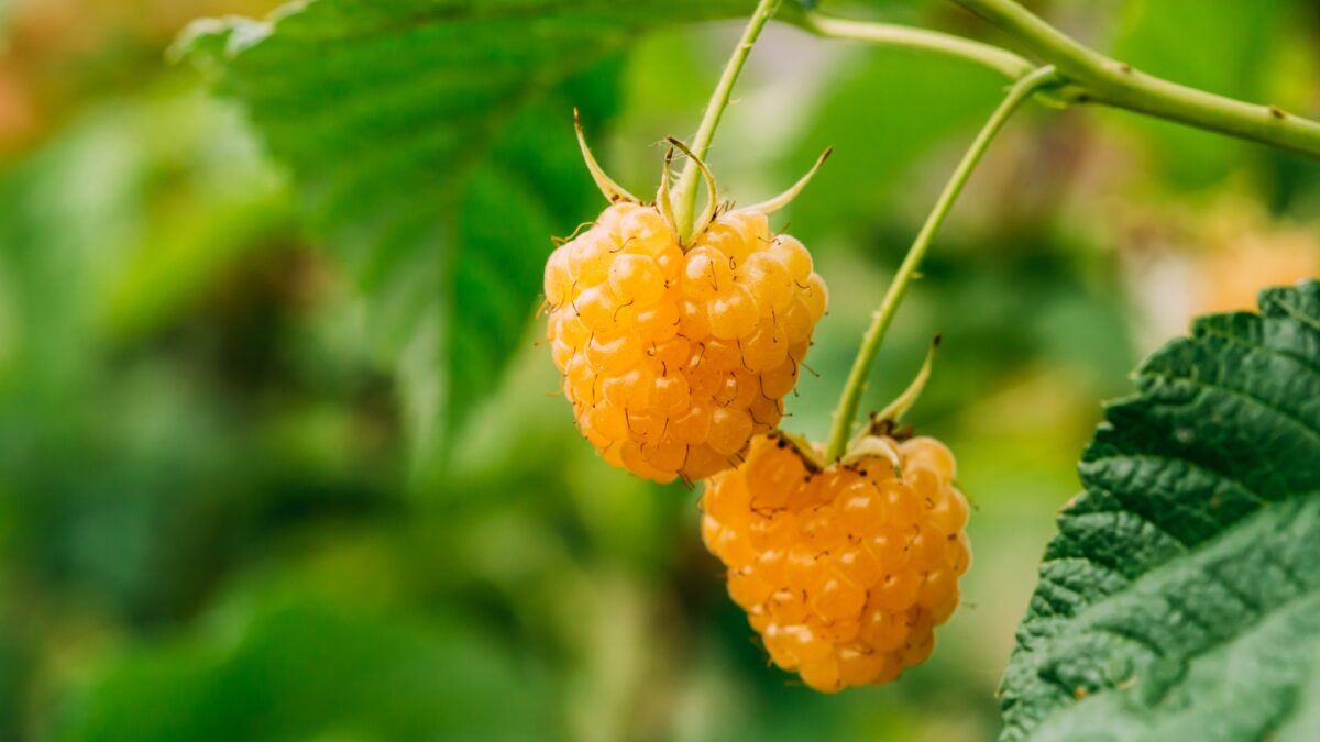 15 Unique Berry Bushes That Will Take Your Garden To The Next Level ...
