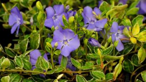 16 Captivating Shade-Loving Ground Covers For Every Garden