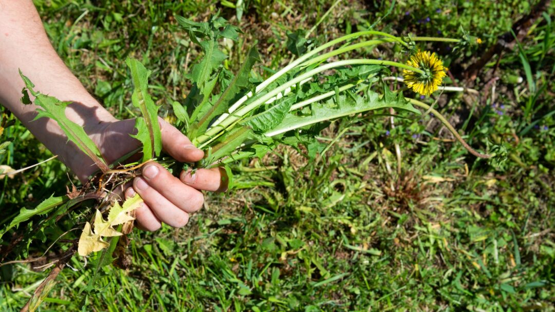 16 Weed-Pulling Tips We Learned From Pros That Actually Work
