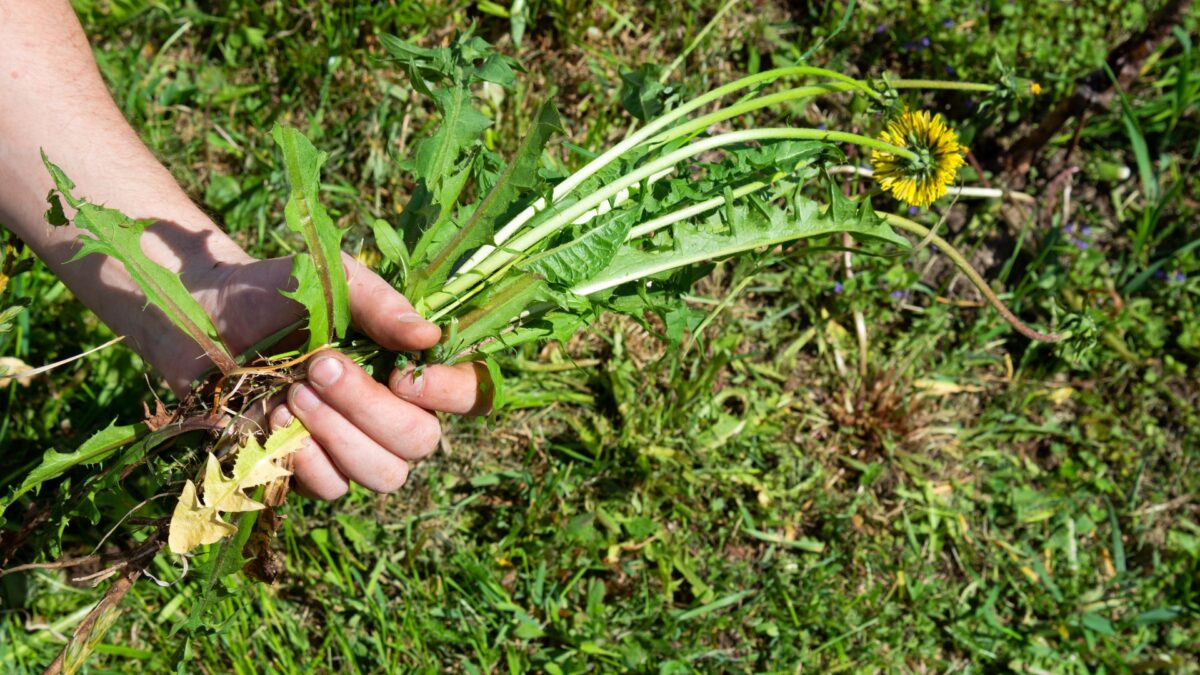 16 Weed-Pulling Tips We Learned From Pros That Actually Work