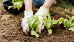 17 Spring Planting Tips Every Gardener Should Know (And Common Mistakes ...