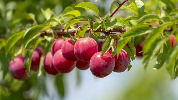 18 Best Types Of Plum Trees To Grow For A Fruitful Harvest